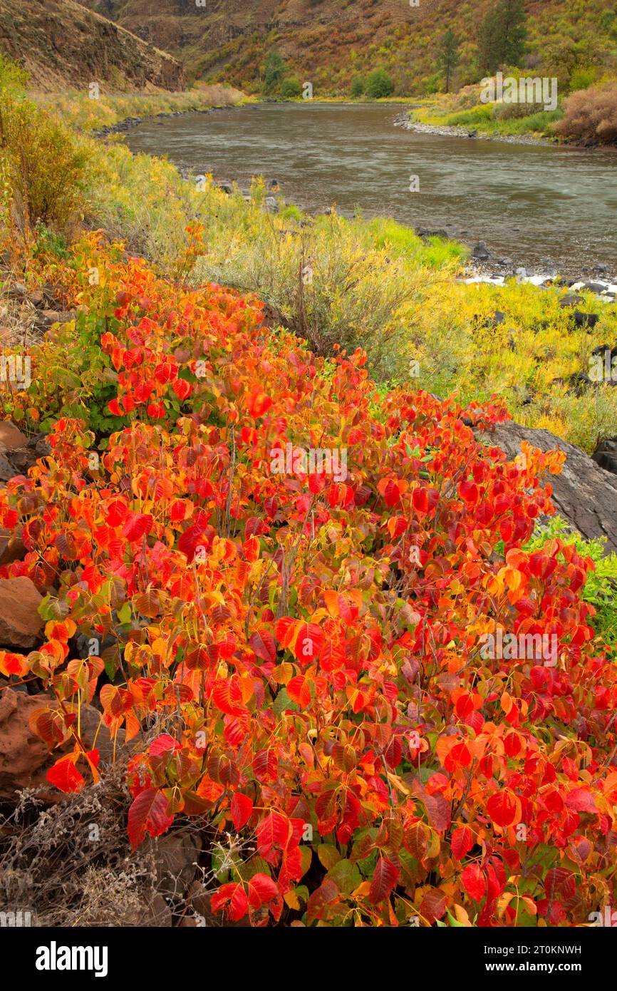 Western Poison ivy (Toxicodendron rydbergii) in autumn, Grande Ronde ...