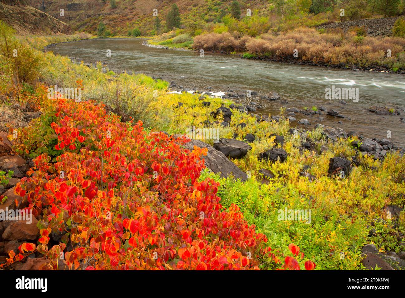 Western Poison ivy (Toxicodendron rydbergii) in autumn, Grande Ronde ...