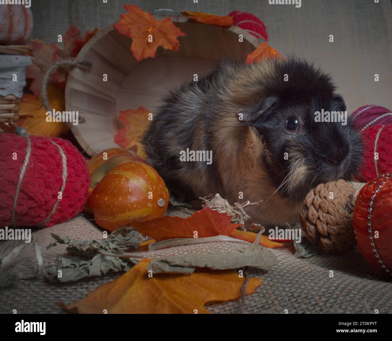 Birmingham, UK. 3rd October, 2023. Photo of Guinea pig at play during ...
