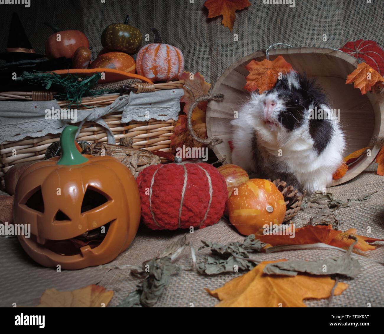 Birmingham, UK. 3rd October, 2023. Photo of Guinea pig at play during ...
