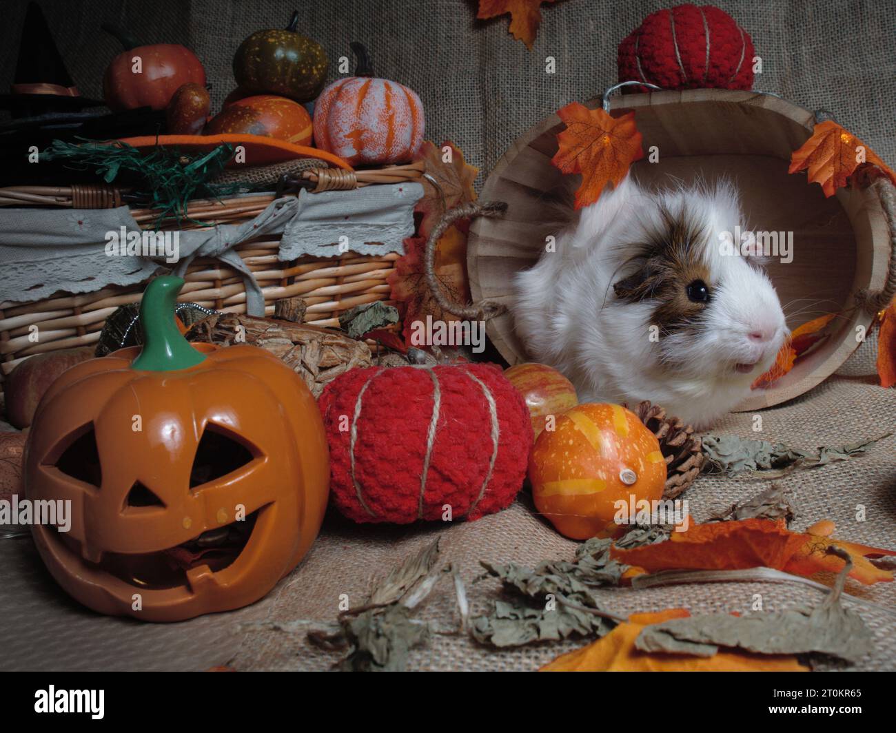 Birmingham, UK. 3rd October, 2023. Photo of Guinea pig at play during ...