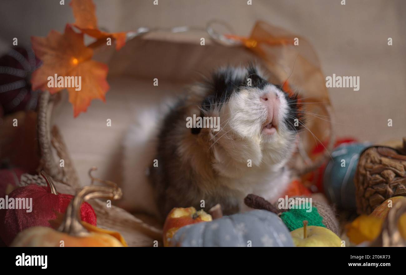 Birmingham, UK. 2nd October, 2023. Photo of Guinea pig at play during ...