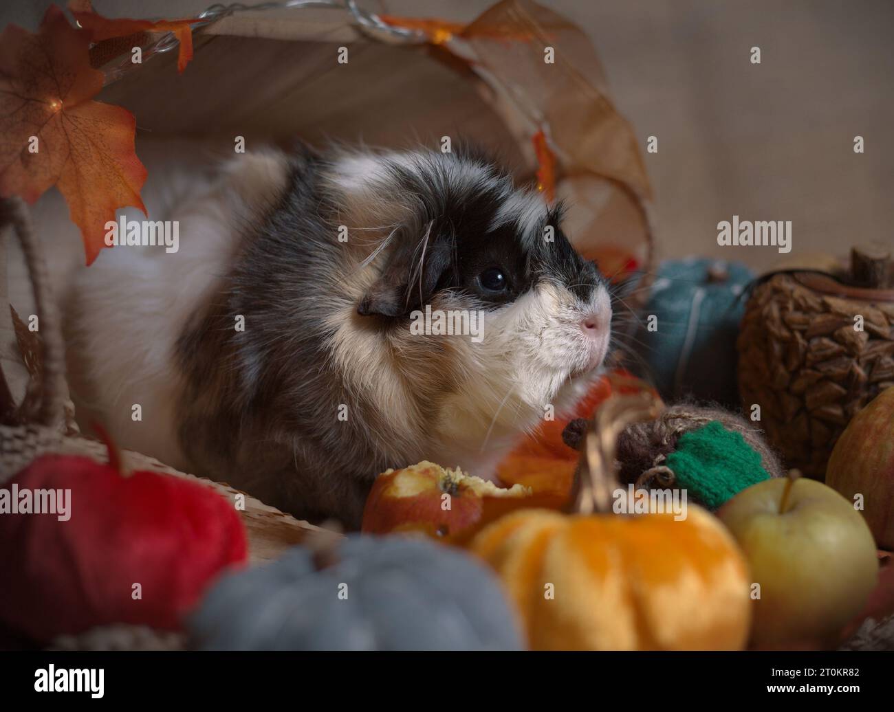 Birmingham, UK. 2nd October, 2023. Photo of Guinea pig at play during ...