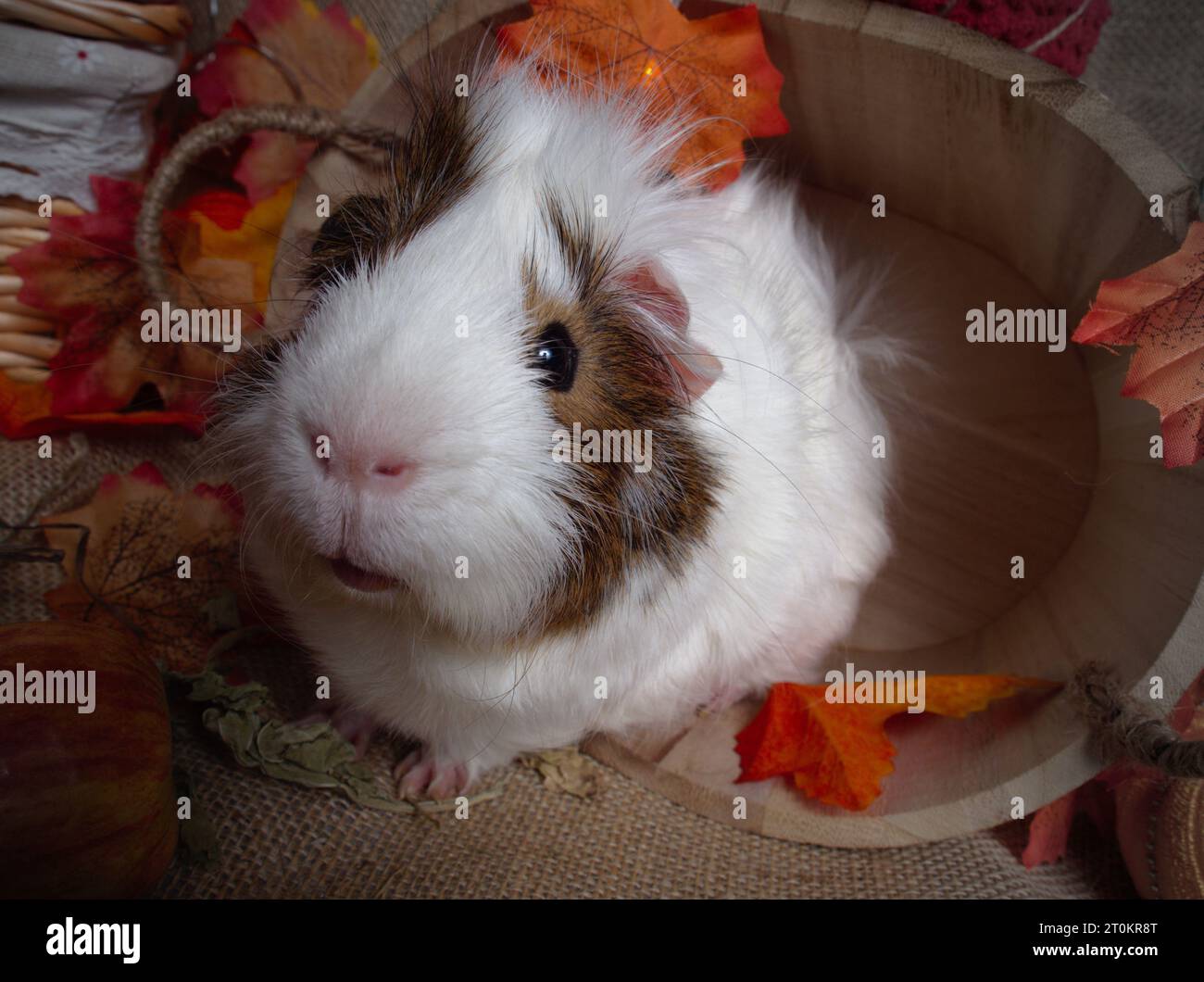Birmingham, UK. 3rd October, 2023. Photo of Guinea pig at play during ...