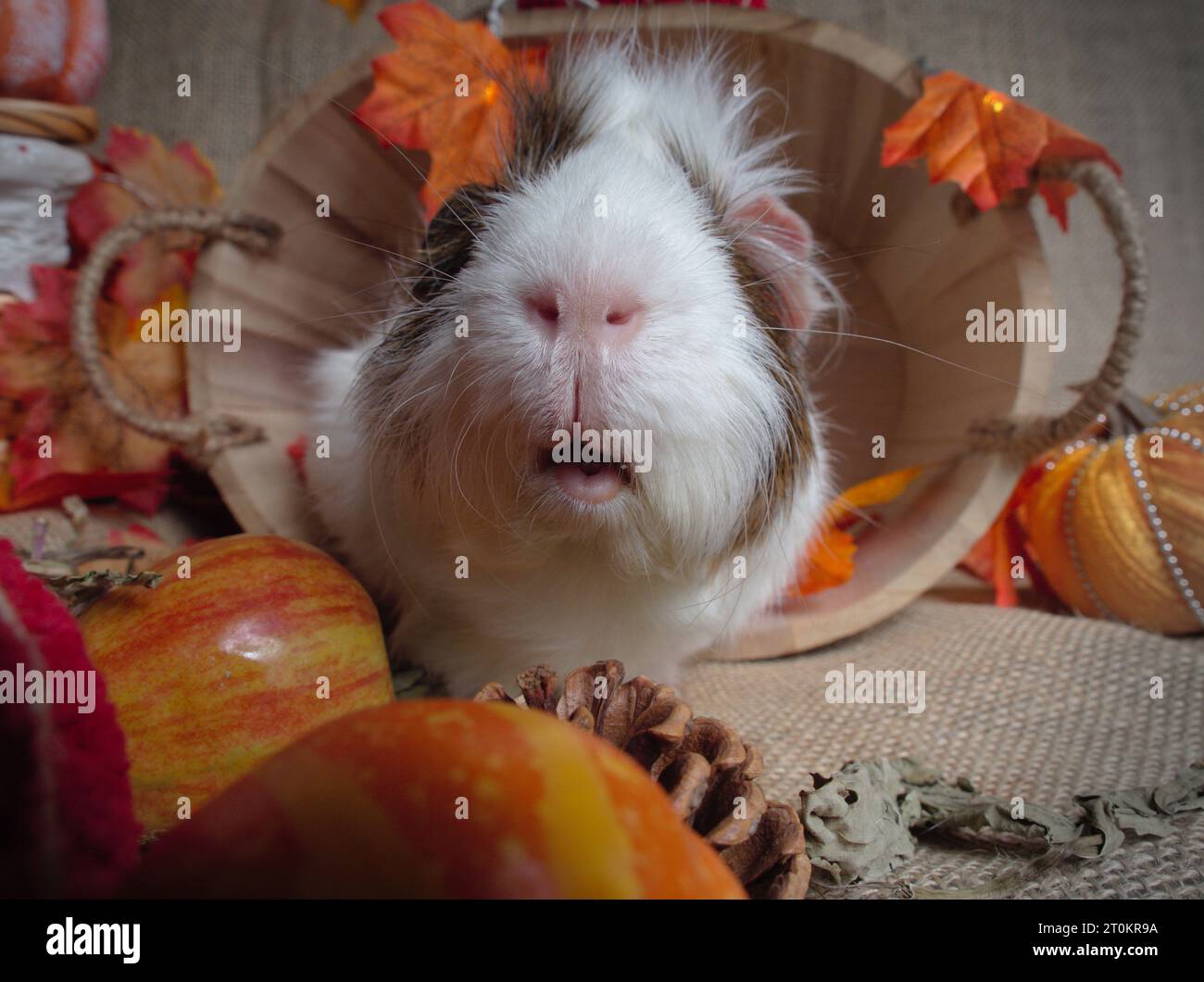 Birmingham, UK. 3rd October, 2023. Photo of Guinea pig at play during ...