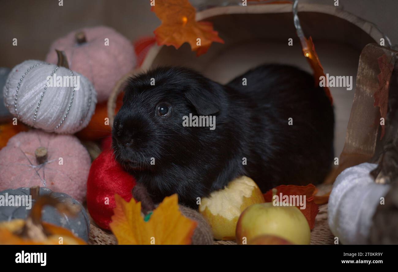 Birmingham, UK. 2nd October, 2023. Photo of Guinea pig at play during ...