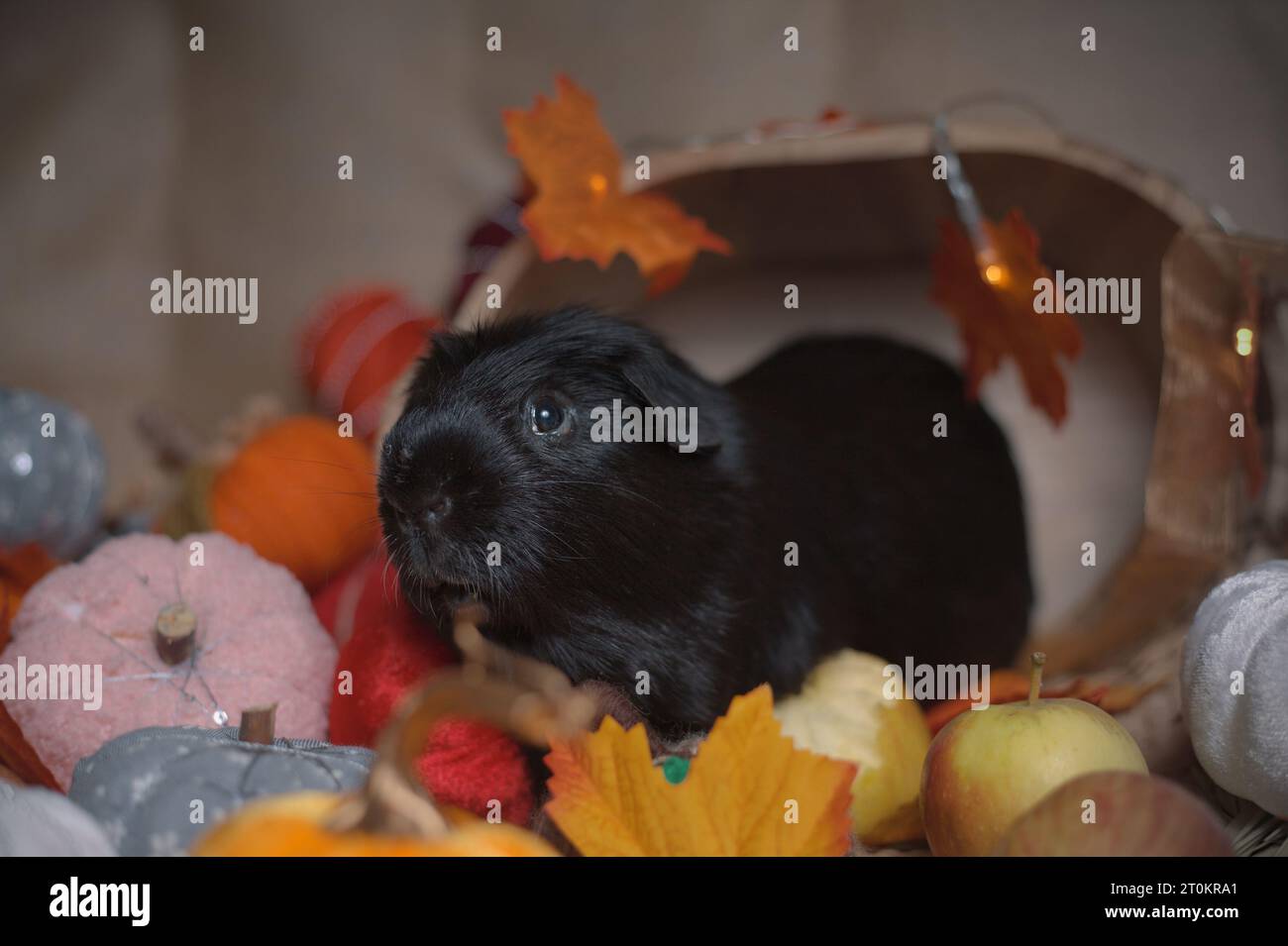 Birmingham, UK. 2nd October, 2023. Photo of Guinea pig at play during ...
