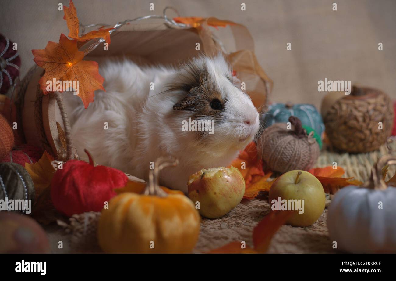 Birmingham, UK. 2nd October, 2023. Photo of Guinea pig at play during ...