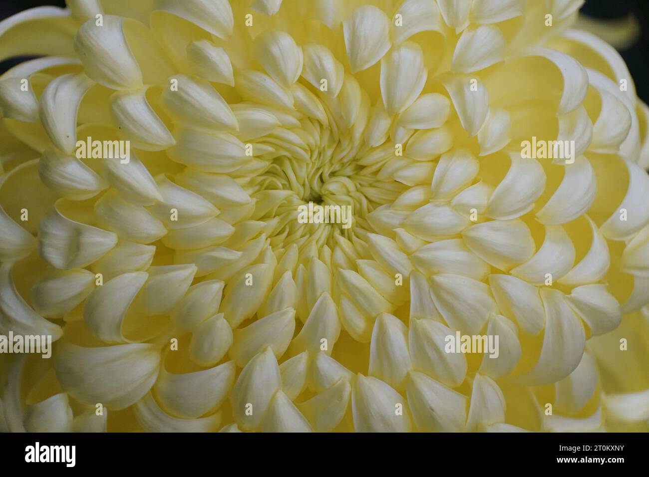 Close up of the light yellow color of irregular incurve mum 'Kimono ...