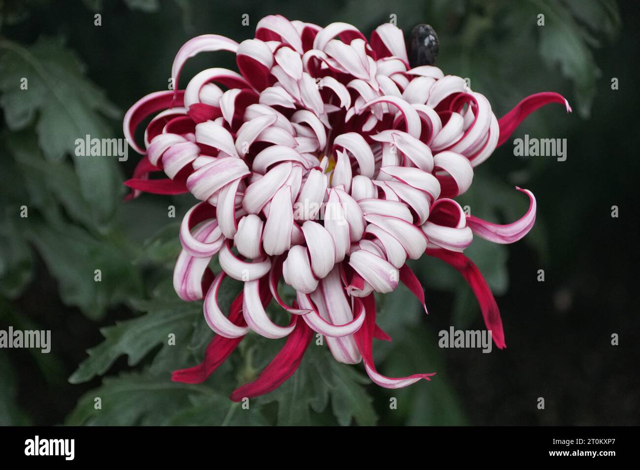Lili flower hi-res stock photography and images - Alamy