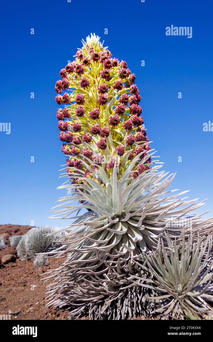 Silver sword plant hi-res stock photography and images - Alamy