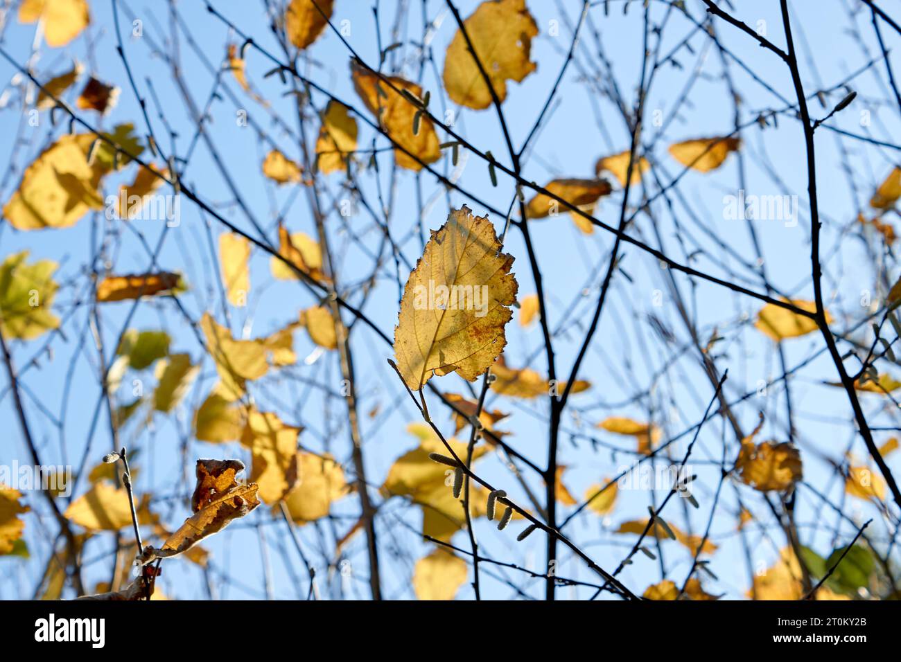 Branches of yellow leaves hi-res stock photography and images - Alamy