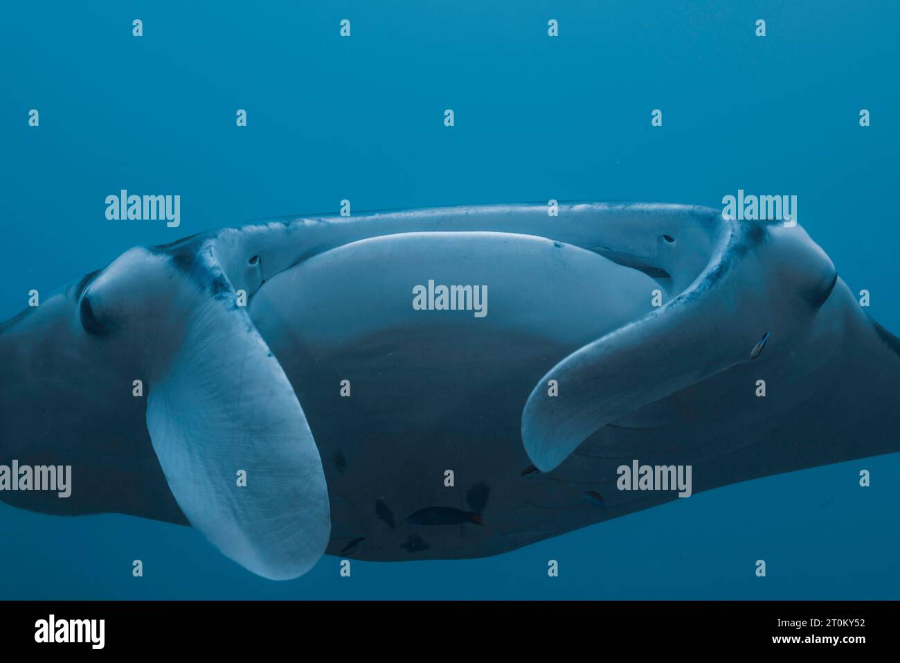 A close look at the mouth and cephalic fins on a reef manta ray, Mobula ...