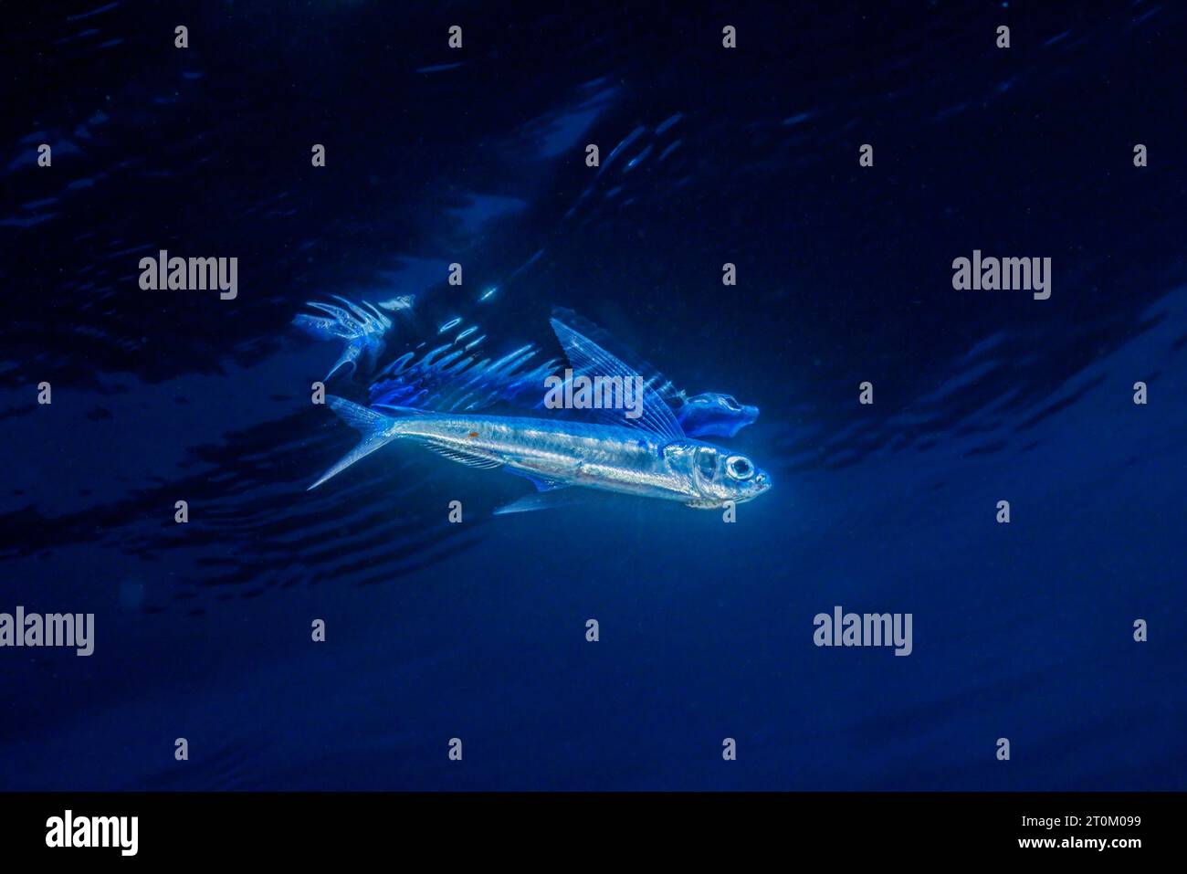 A shortfin flying fish, Exocoetus gibbifrons, underwater, at the ...