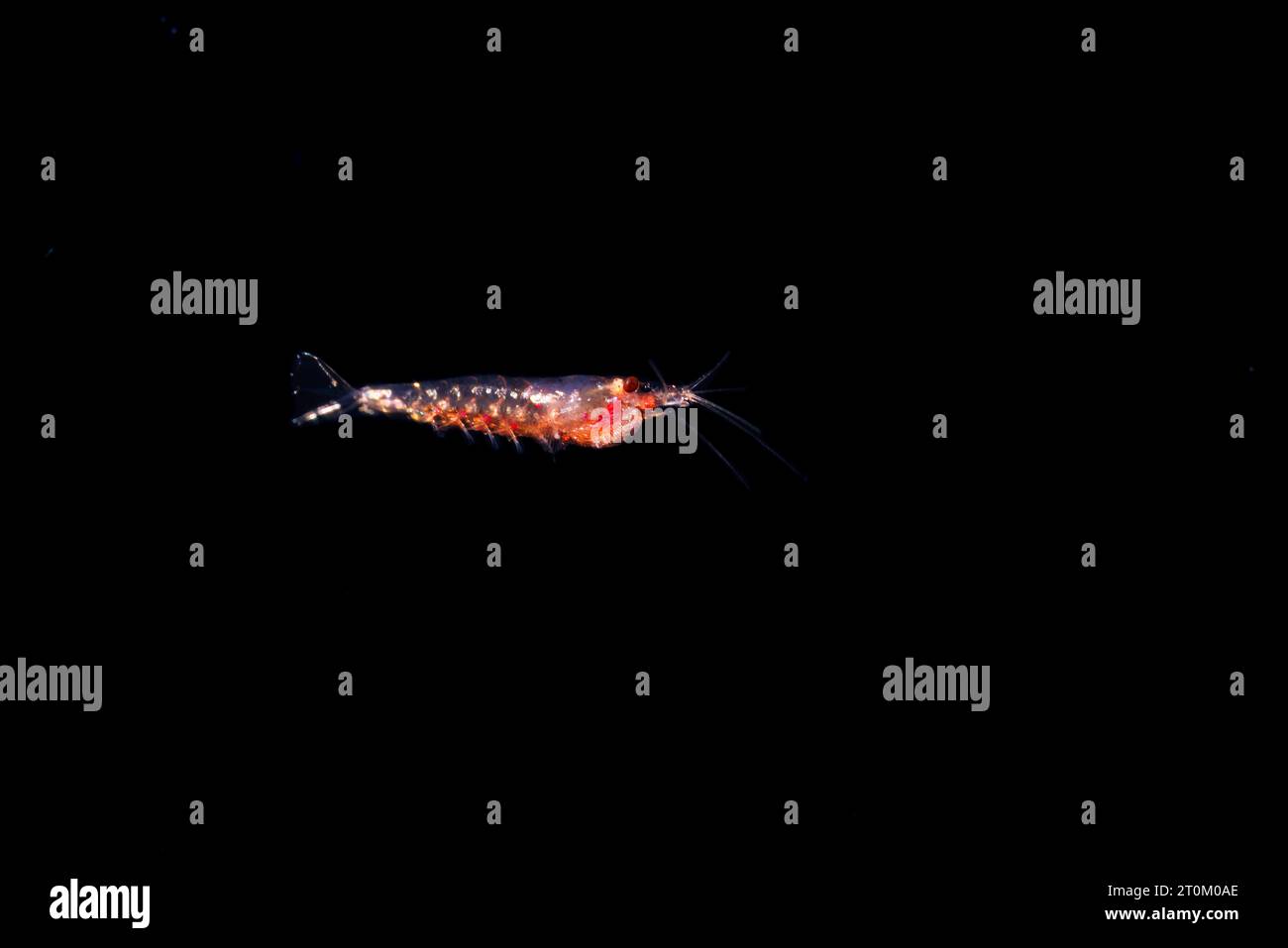 This image was captured a mile off the island of Yap at night with the ...