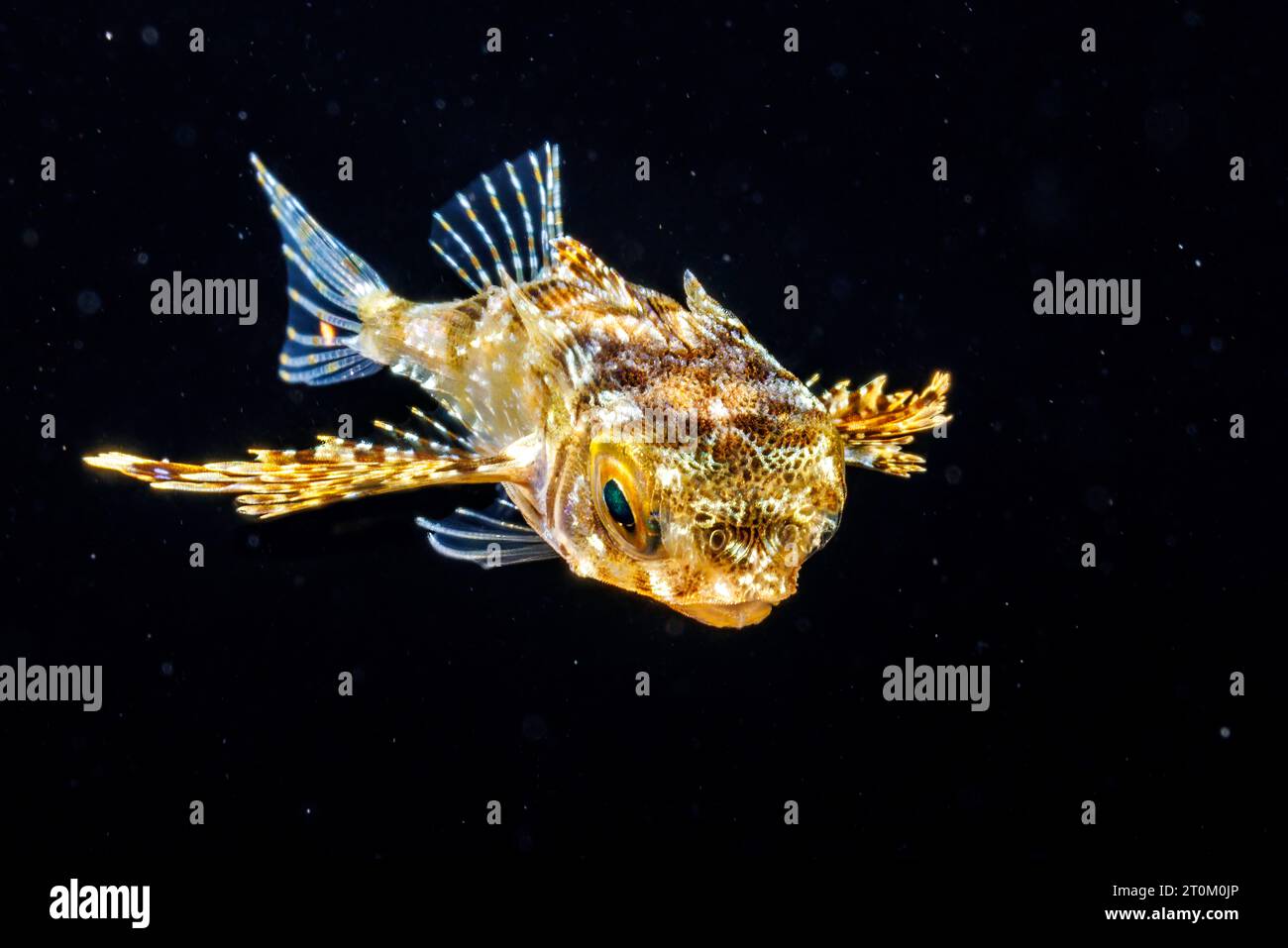 The oriental flying gurnard, Dactylopterus orientalis, is remarkable ...