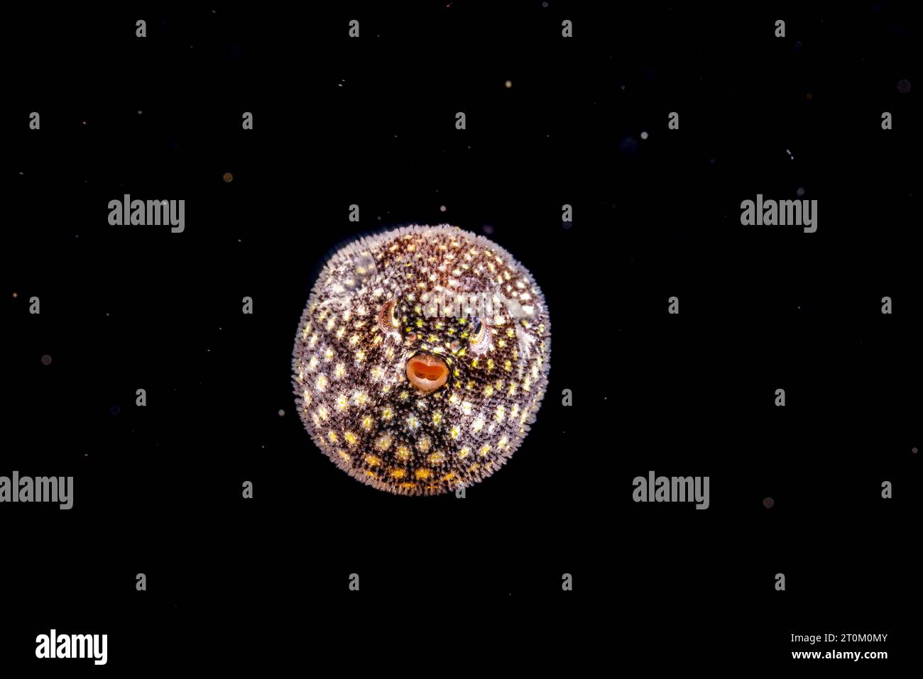 Guineafowl pufferfish, Arothron meleagris. This larval stage was just ...