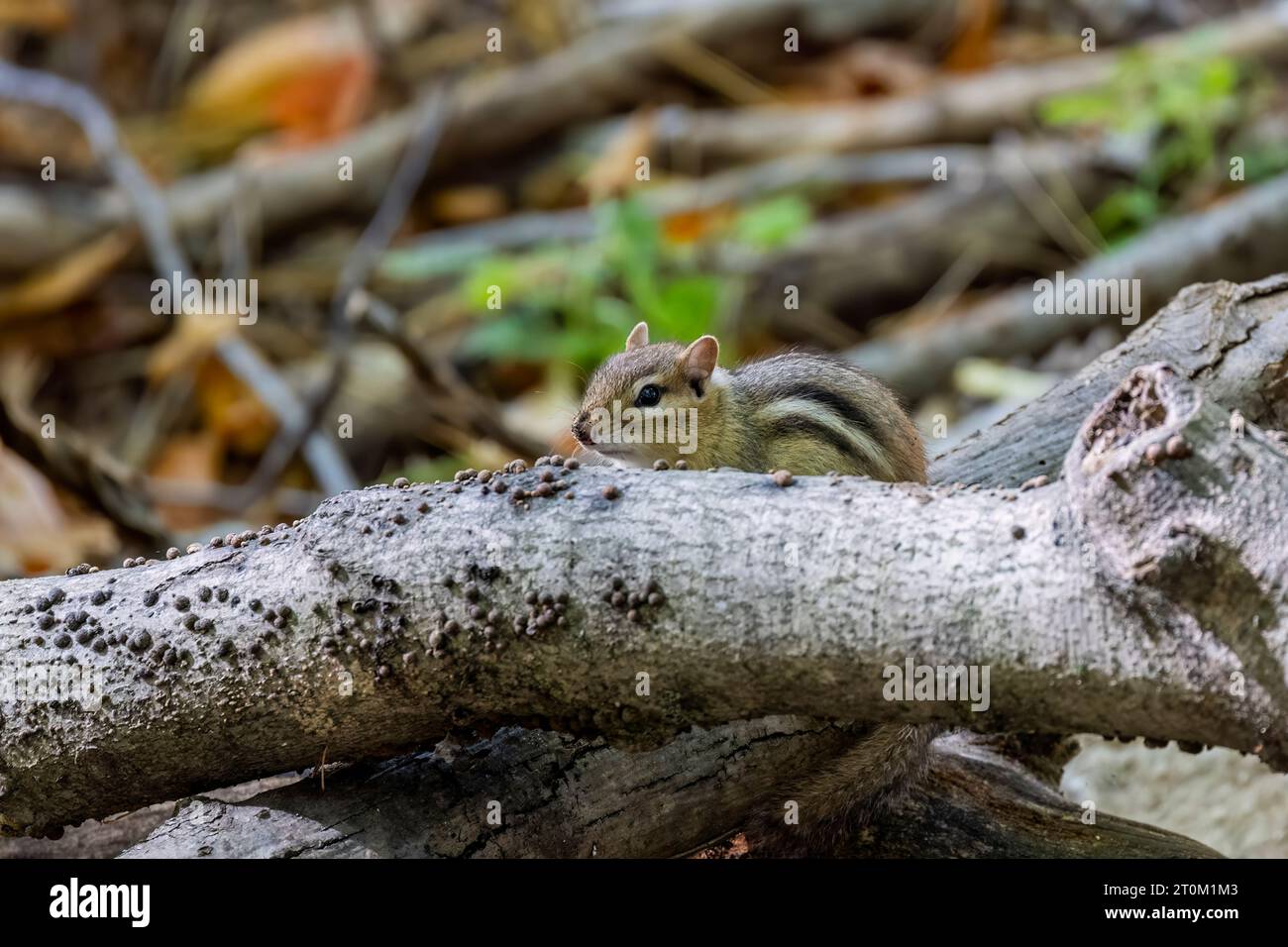 The eastern chipmunk (Tamias striatus) in the city park in Wisconsin ...