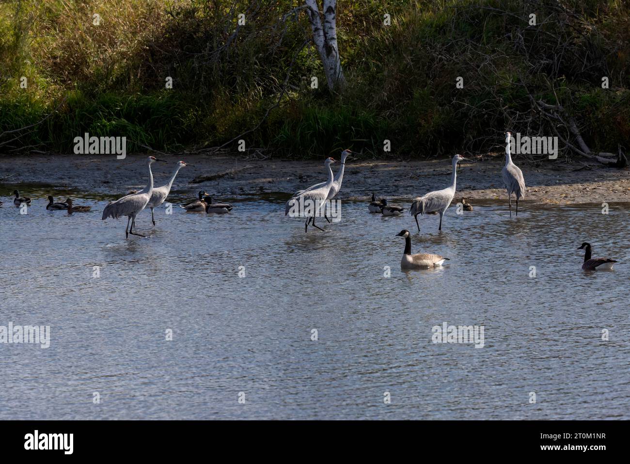 The sandhill cranes (Antigone canadensis) on the river . Native ...