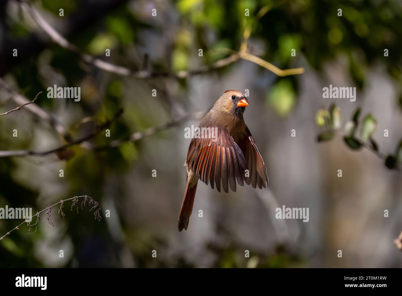 Northern Cardinal (Cardinalis cardinalis), Cardinal flight phase during ...