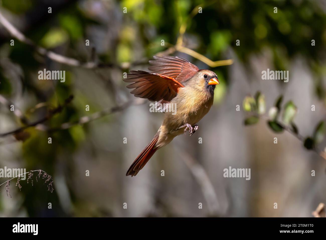Northern Cardinal (Cardinalis cardinalis), Cardinal flight phase during ...