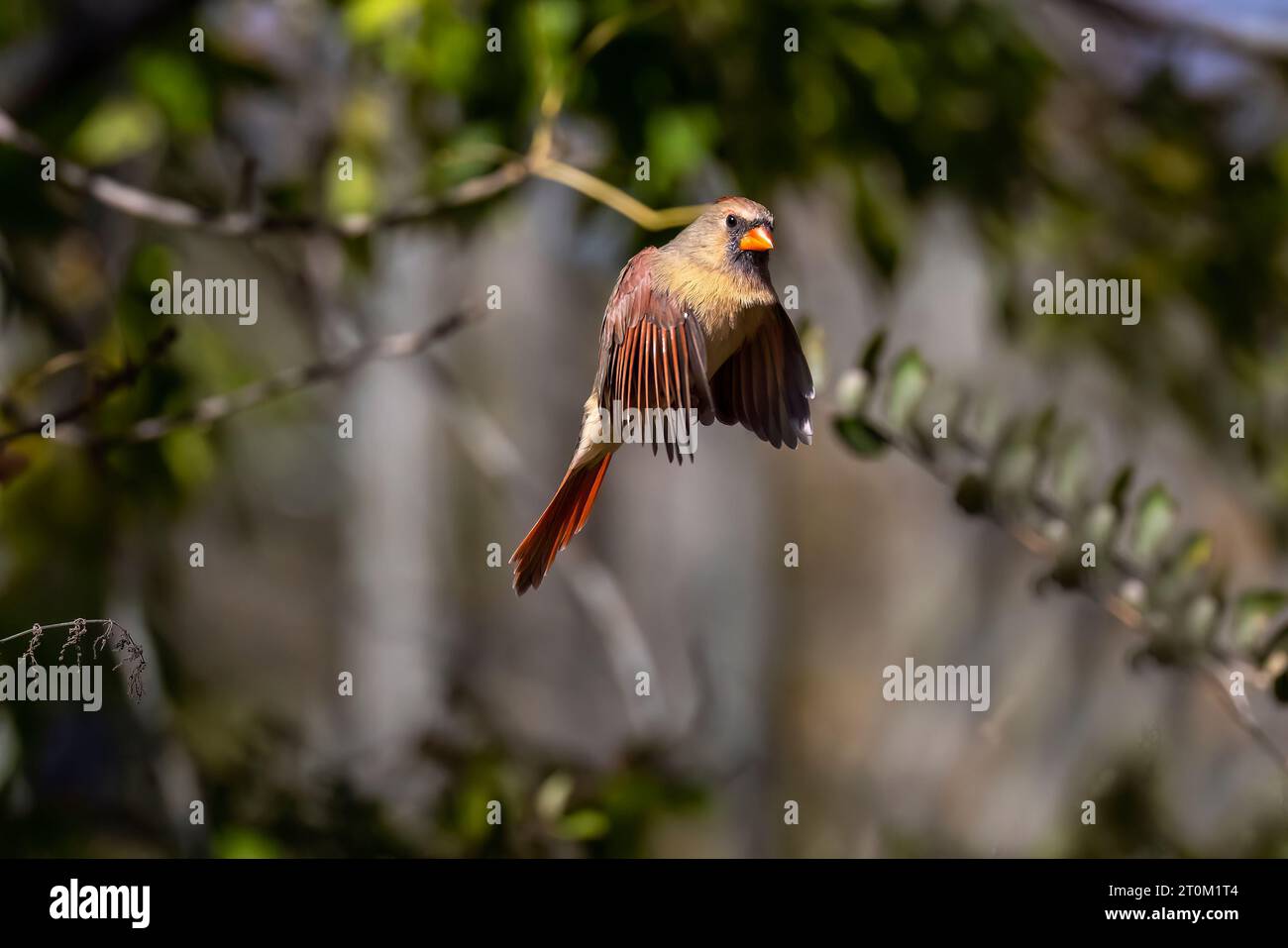 Northern Cardinal (Cardinalis cardinalis), Cardinal flight phase during ...
