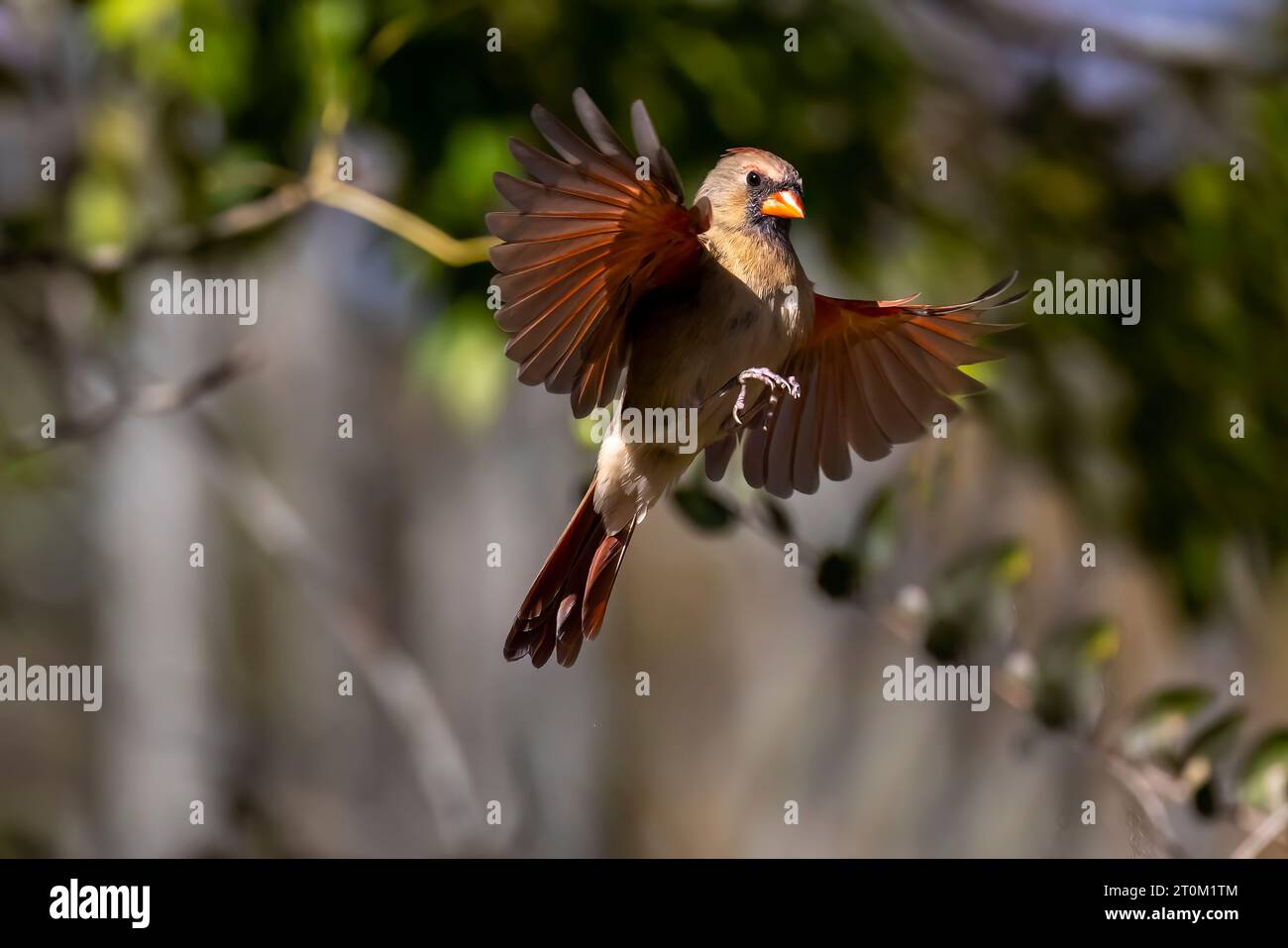 Northern Cardinal (Cardinalis cardinalis), Cardinal flight phase during ...