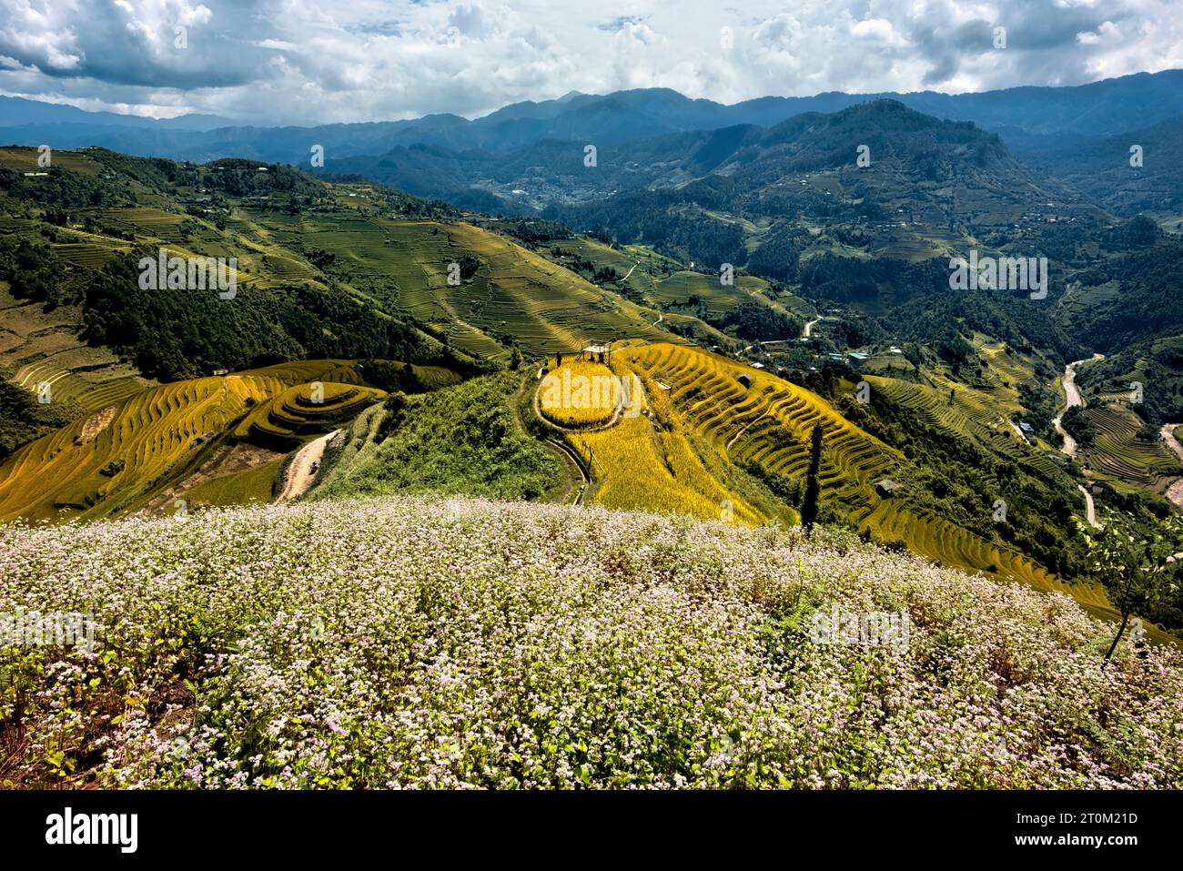 Buckwheat flowers and rice terraces, La Pan Tan, Mu Cang Chai, Yen Bai ...