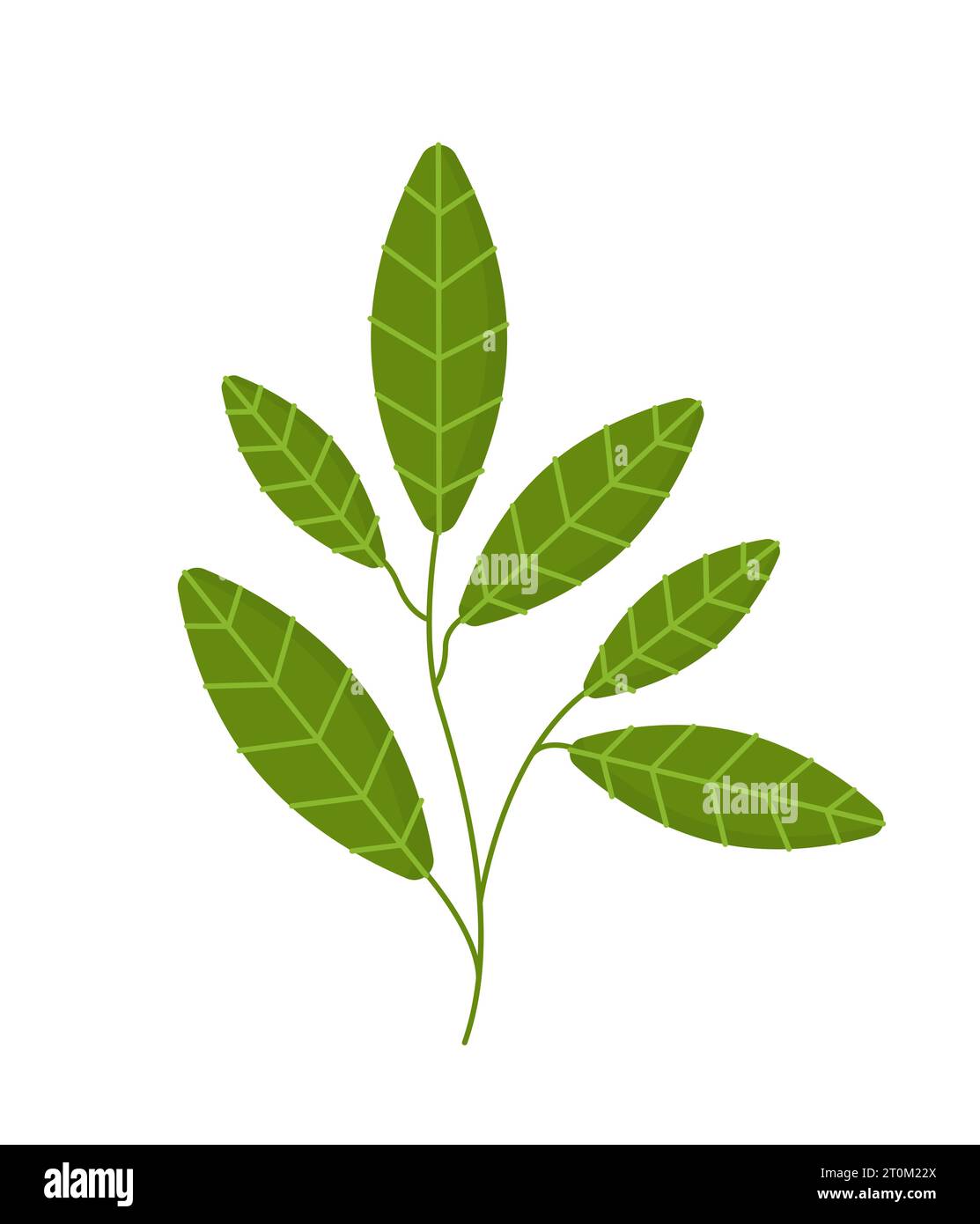 Dry green organic bouquet Stock Vector Images - Alamy