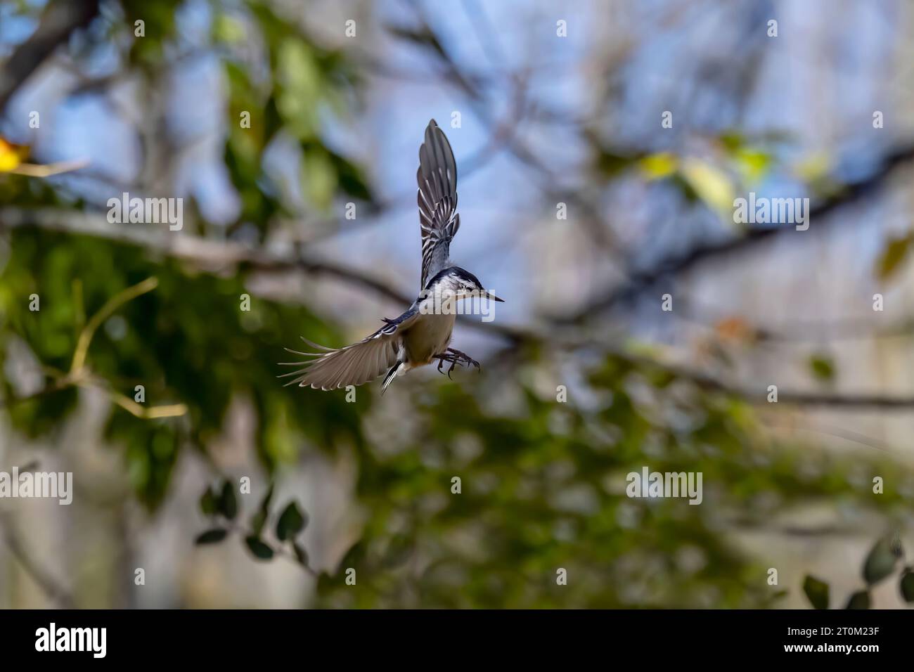 White breasted nuth hi-res stock photography and images - Alamy