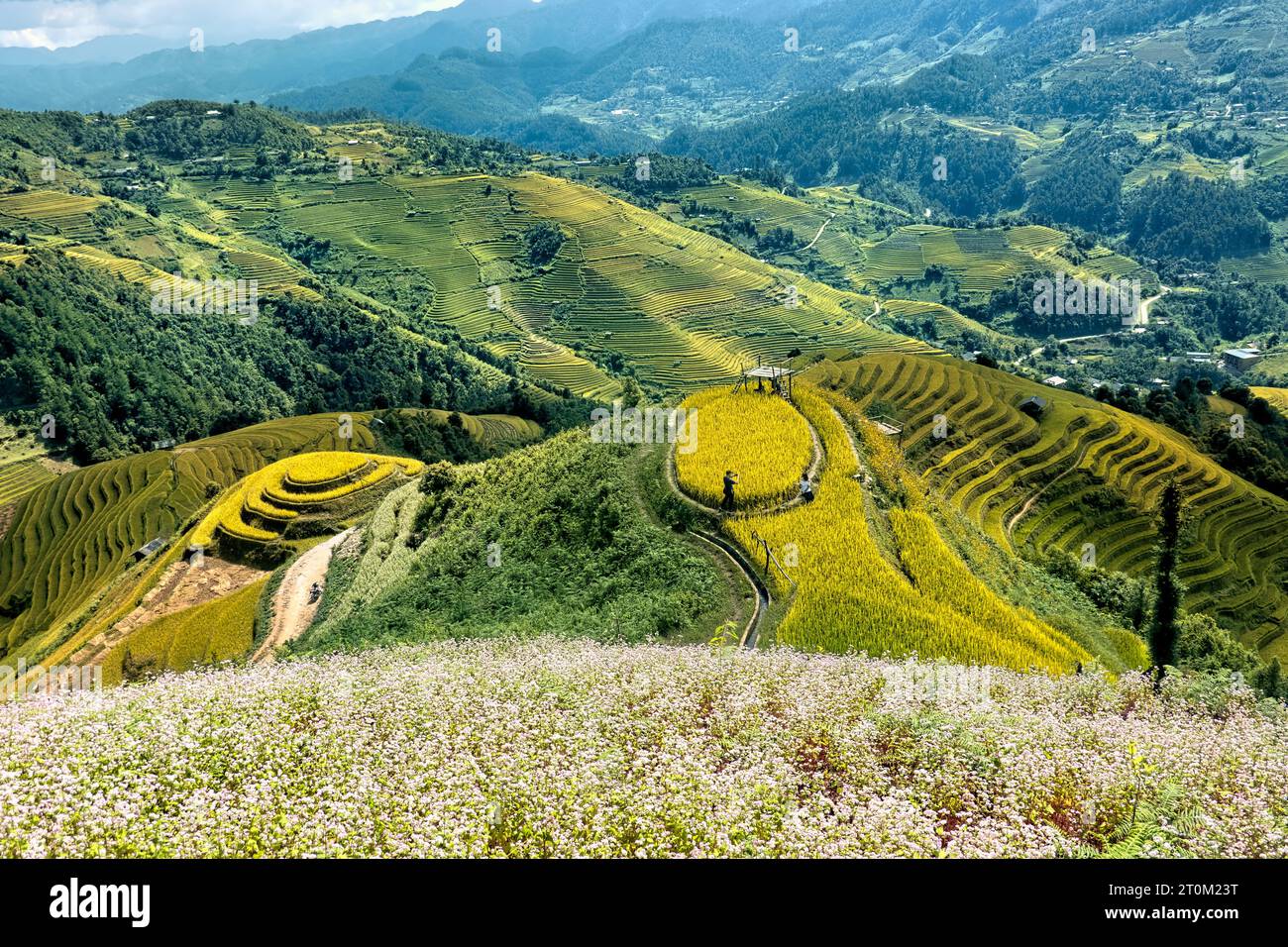 Buckwheat flowers and rice terraces, La Pan Tan, Mu Cang Chai, Yen Bai ...