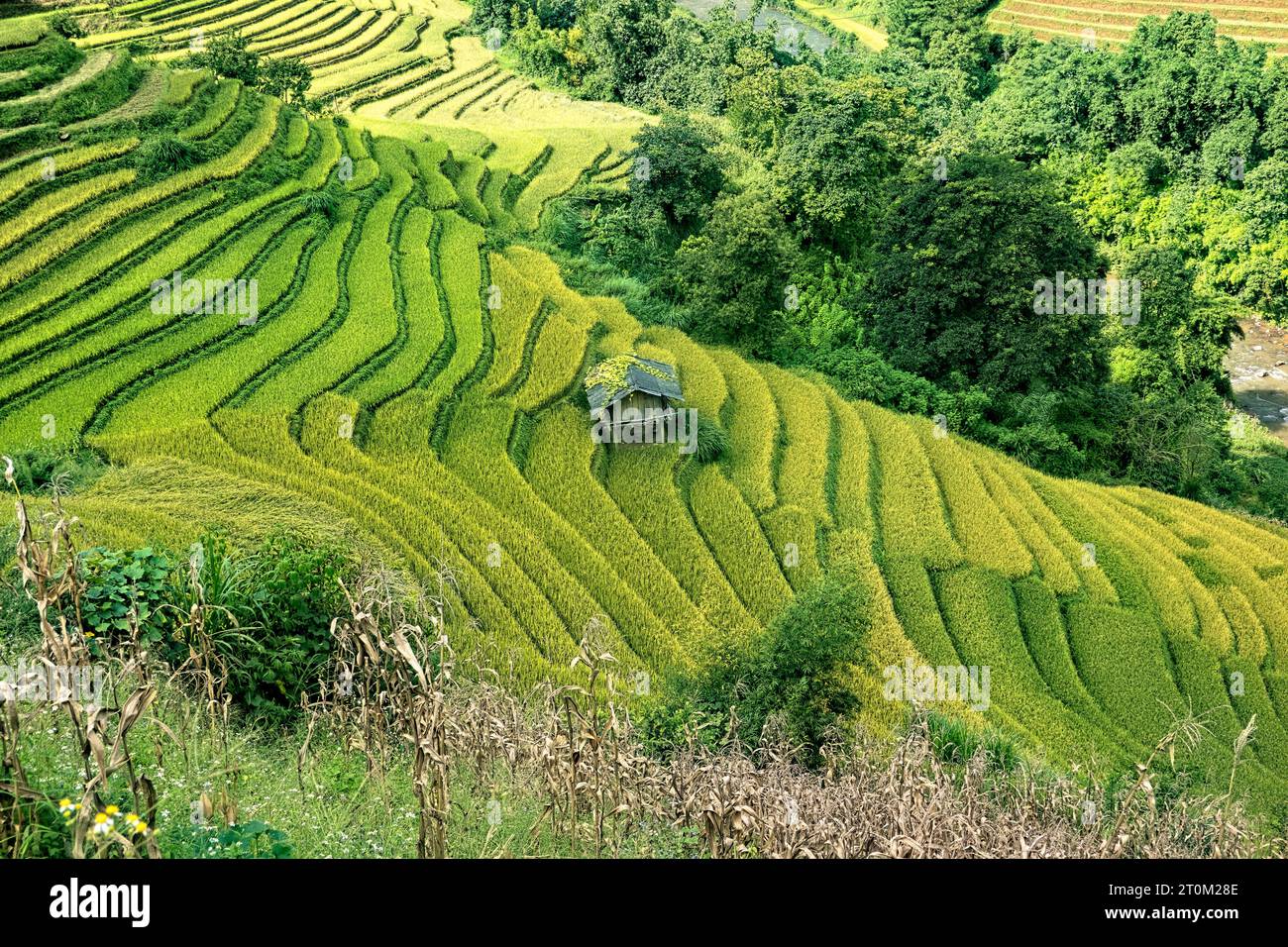 Harvest time at the stunning rice terraces of Mu Cang Chai, Yen Bai ...