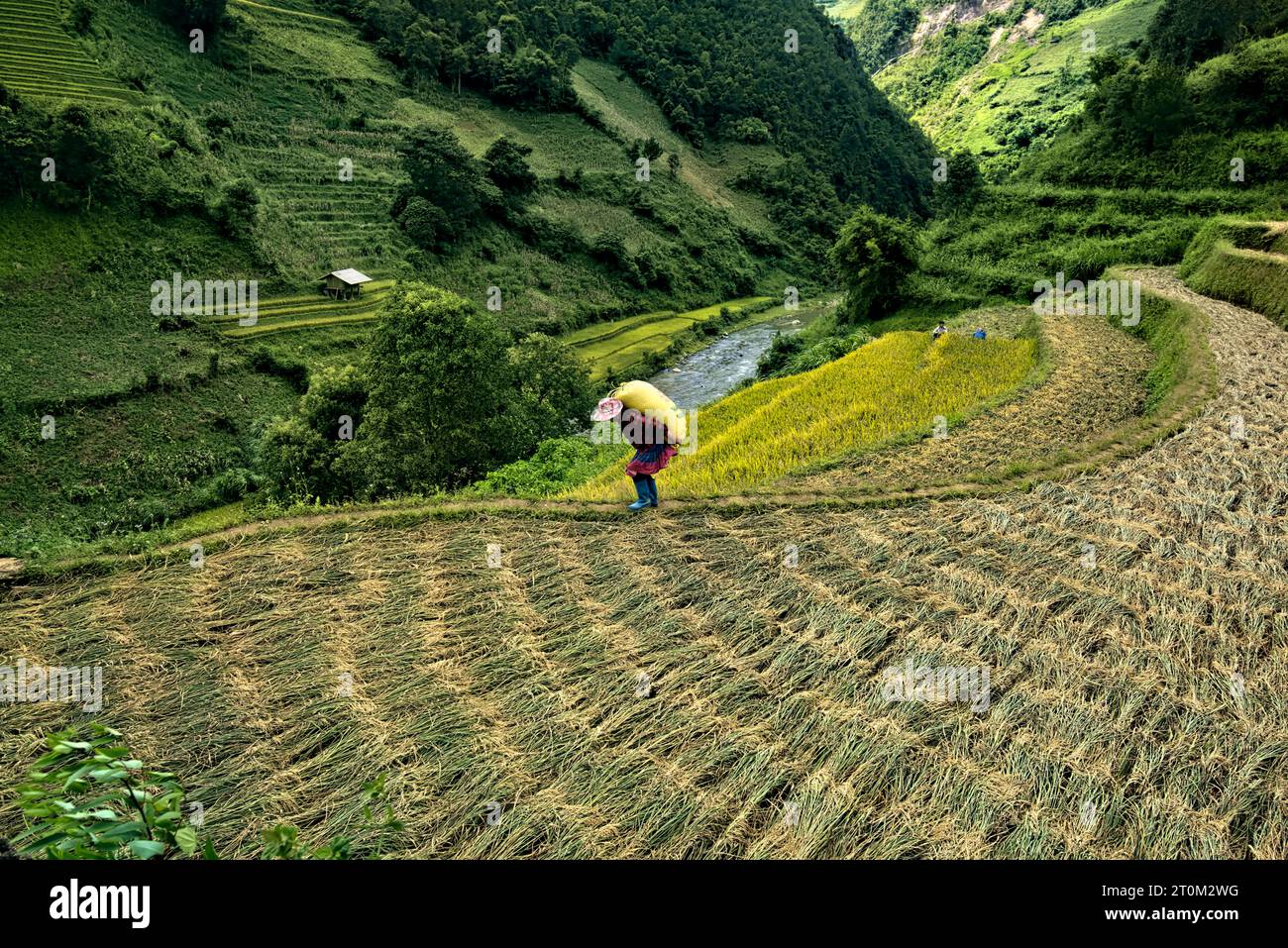 Harvest time at the stunning rice terraces of Mu Cang Chai, Yen Bai ...