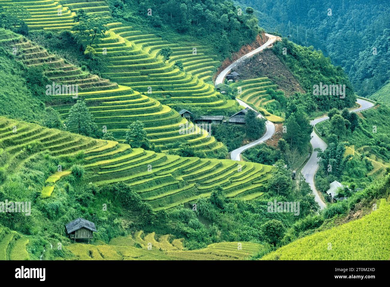 The amazing rice terraces of Mu Cang Chai, Yen Bai, Vietnam Stock Photo ...