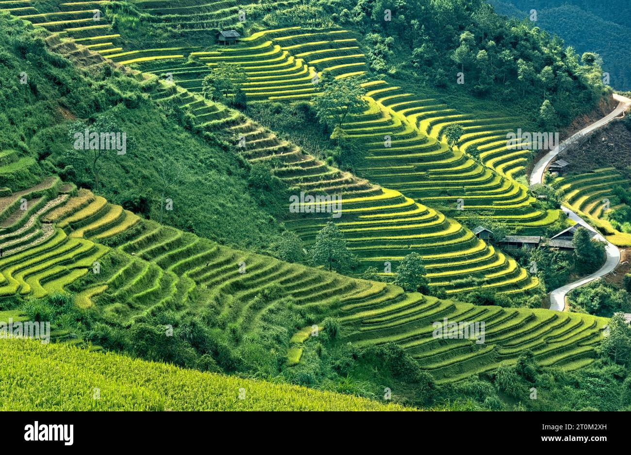 The amazing rice terraces of Mu Cang Chai, Yen Bai, Vietnam Stock Photo ...