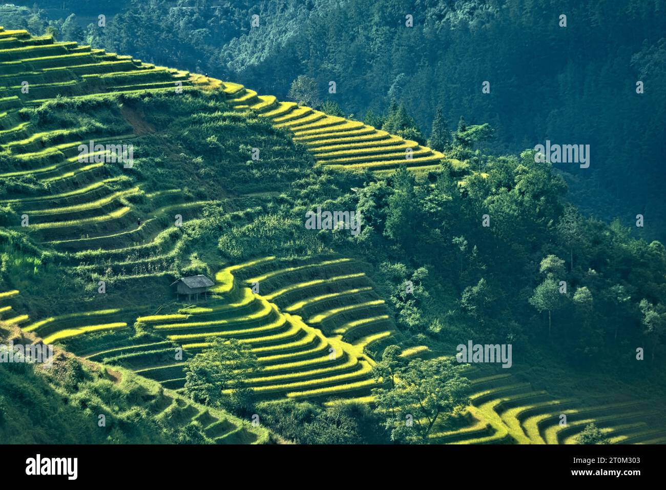 The amazing rice terraces of Mu Cang Chai, Yen Bai, Vietnam Stock Photo ...