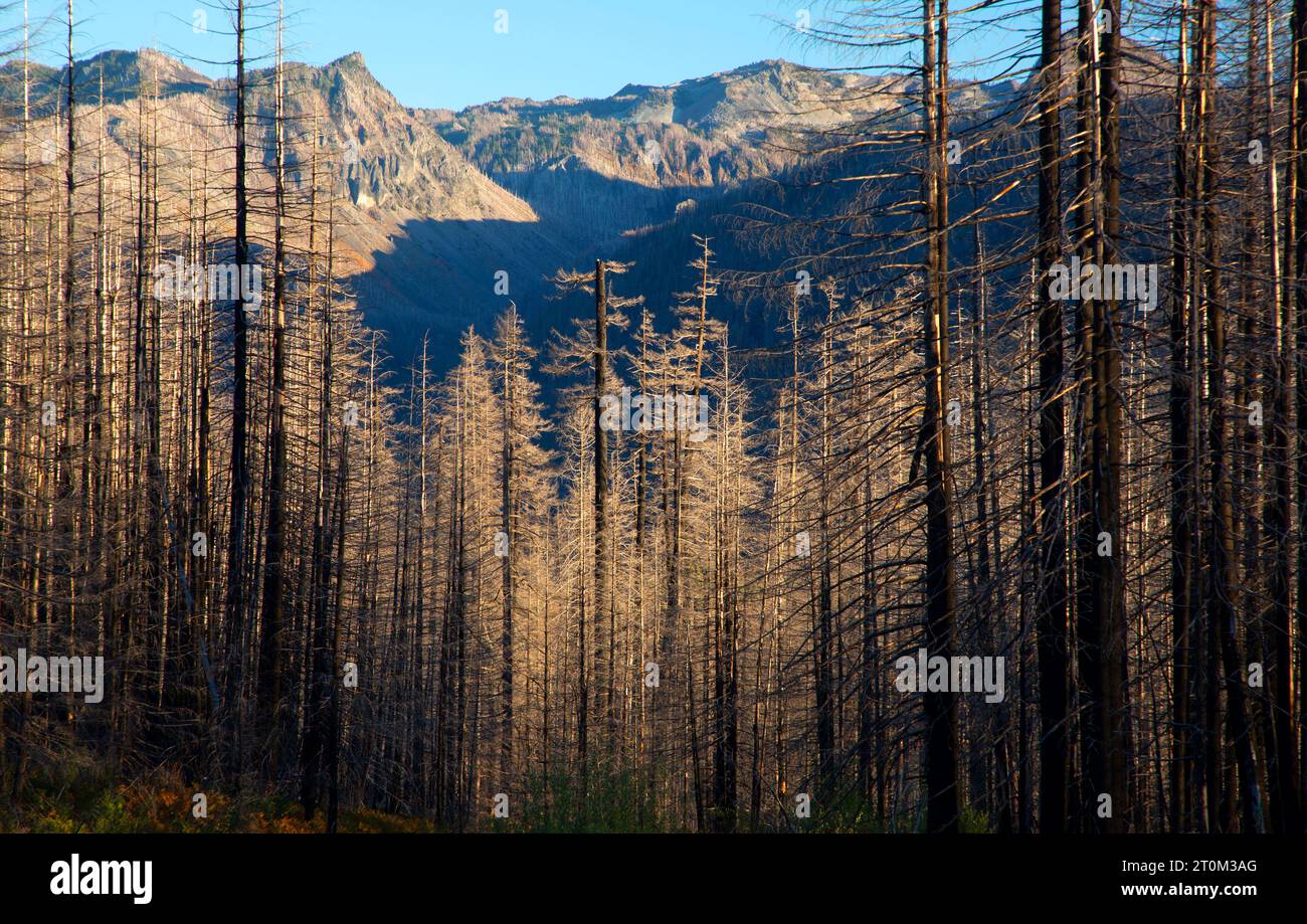 Beachie Creek Fire burn, Willamette National Forest, West Cascades ...