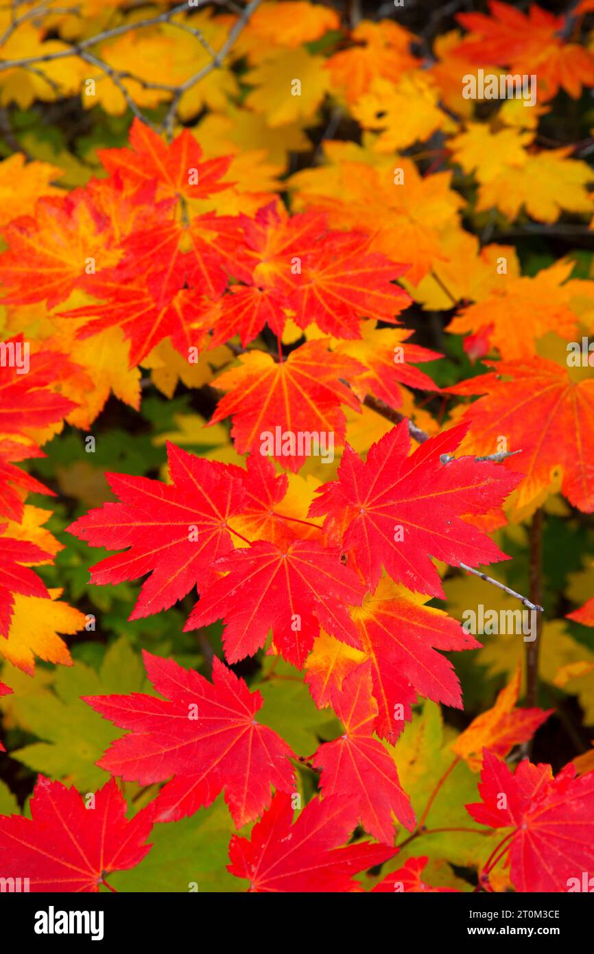 Vine maple (Acer circinatum) in autumn, West Cascades Scenic Byway, Mt ...