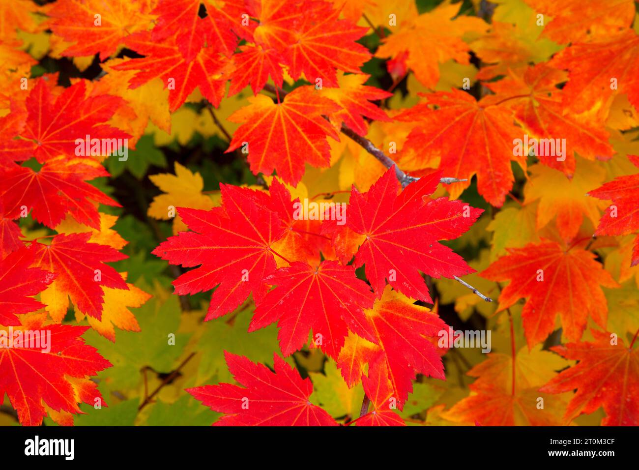 Vine maple (Acer circinatum) in autumn, West Cascades Scenic Byway, Mt ...