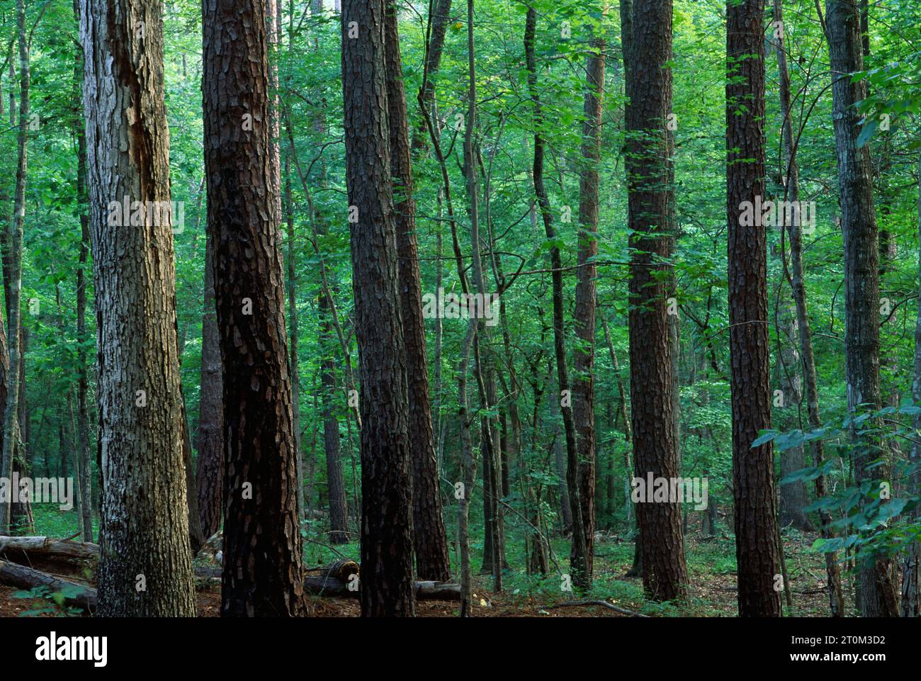 Forest, Sumter National Forest, South Carolina Stock Photo - Alamy