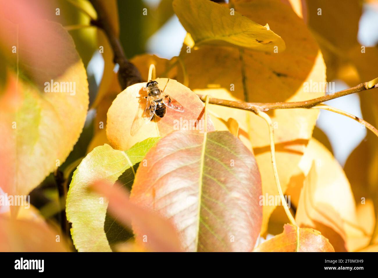 Bee on a tree in autumn in Northern Kyrgyzstan's Chuy Oblast Stock ...