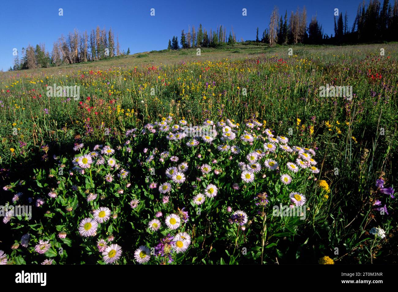Wildflower meadow, Cedar Breaks National Monument, Cedar Breaks Scenic Byway, Utah Stock Photo ...
