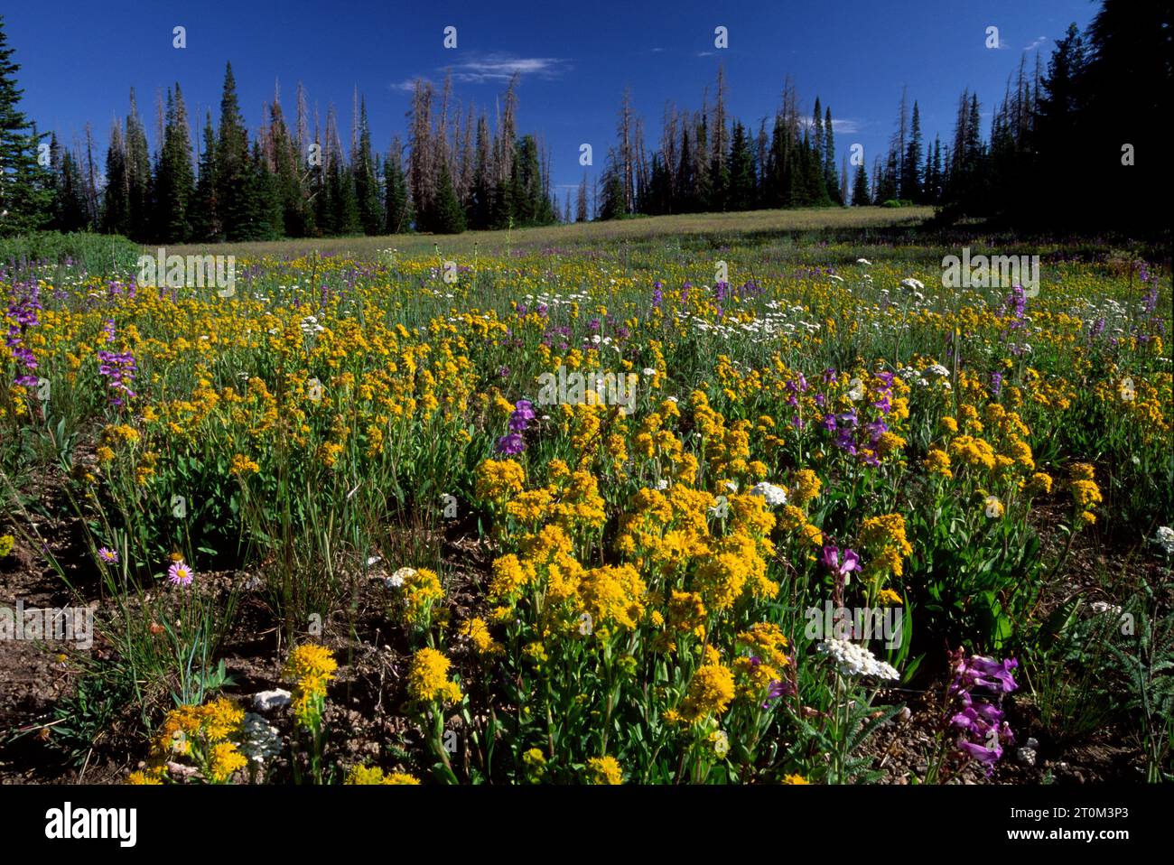 Wildflower meadow, Cedar Breaks National Monument, Cedar Breaks Scenic Byway, Utah Stock Photo ...