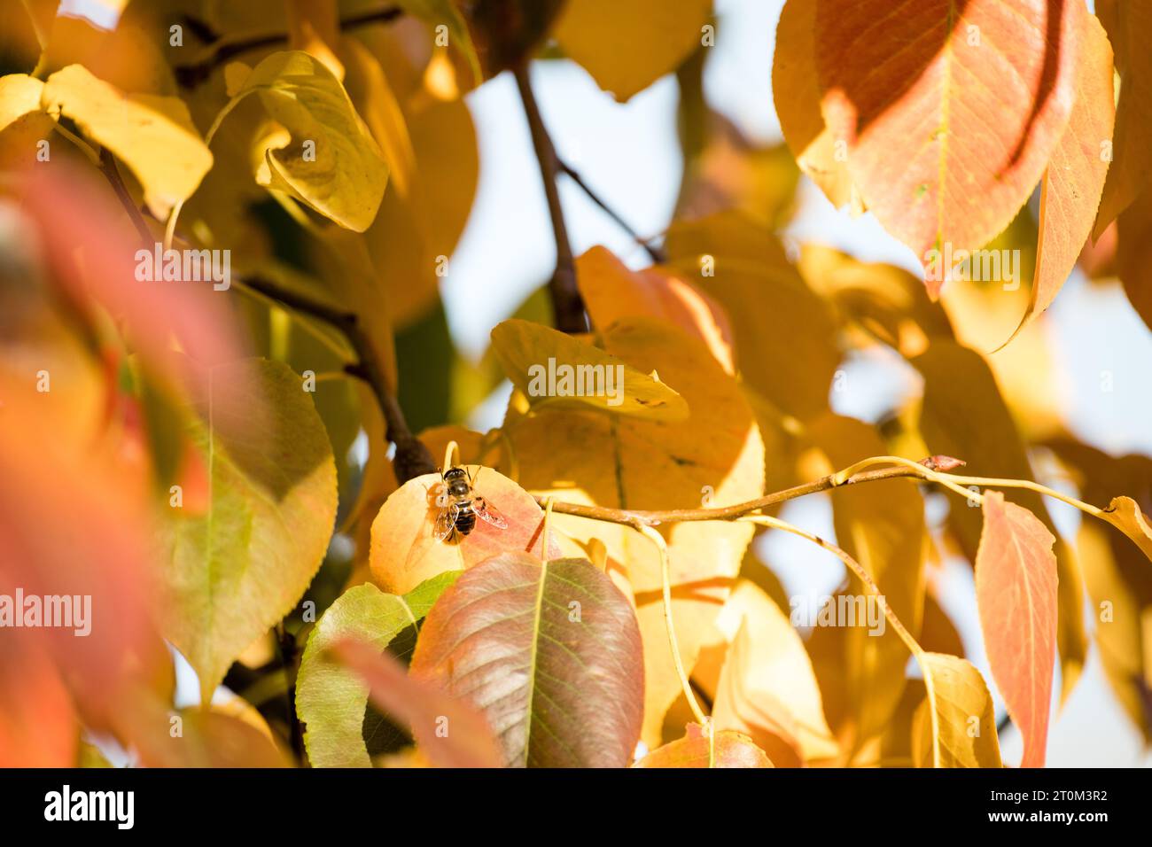Bee still tree hi-res stock photography and images - Alamy