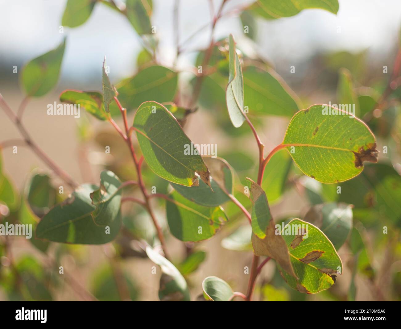 Australian gum tree leaves hi-res stock photography and images - Alamy