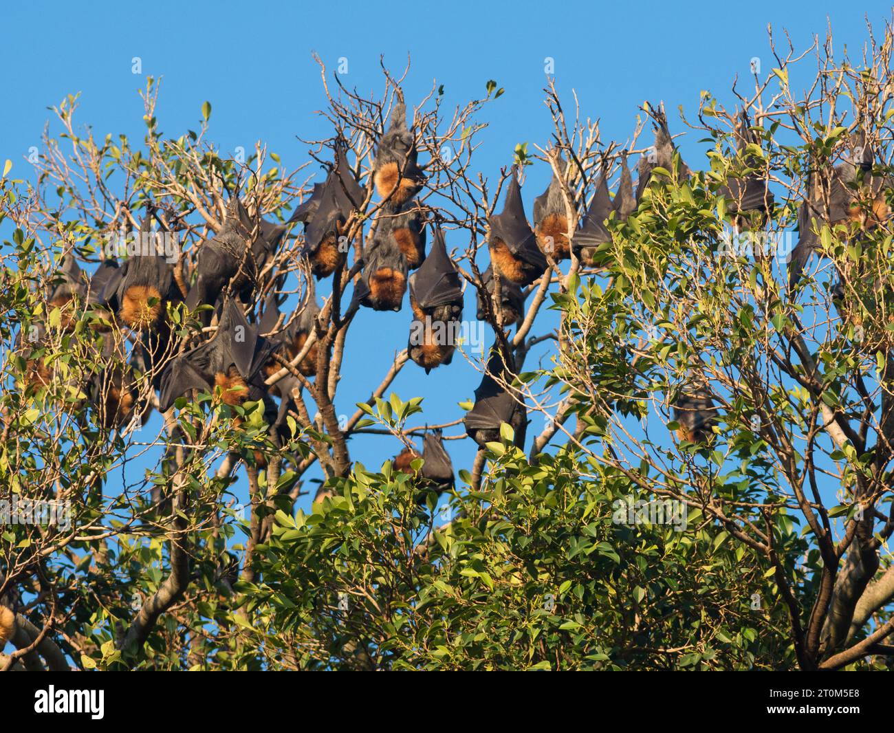 Row of flying foxes hi-res stock photography and images - Alamy