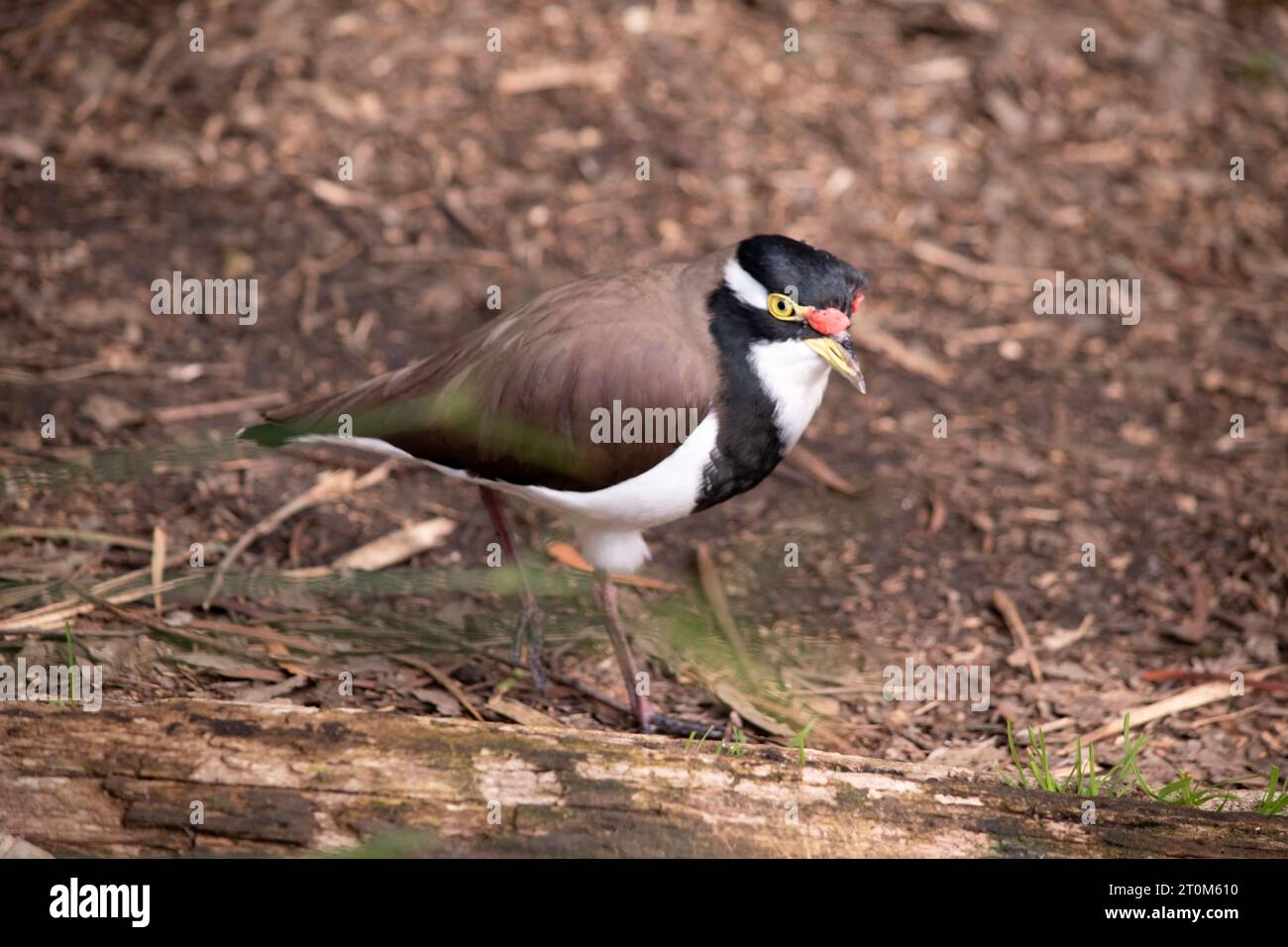 Banded legs hi-res stock photography and images - Alamy