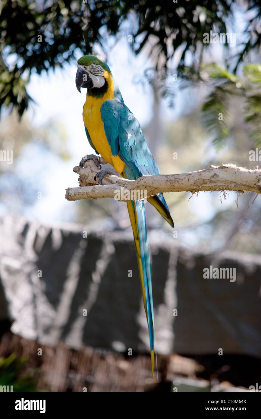 the blue and gold Macaw has back and upper tail feathers of the blue ...