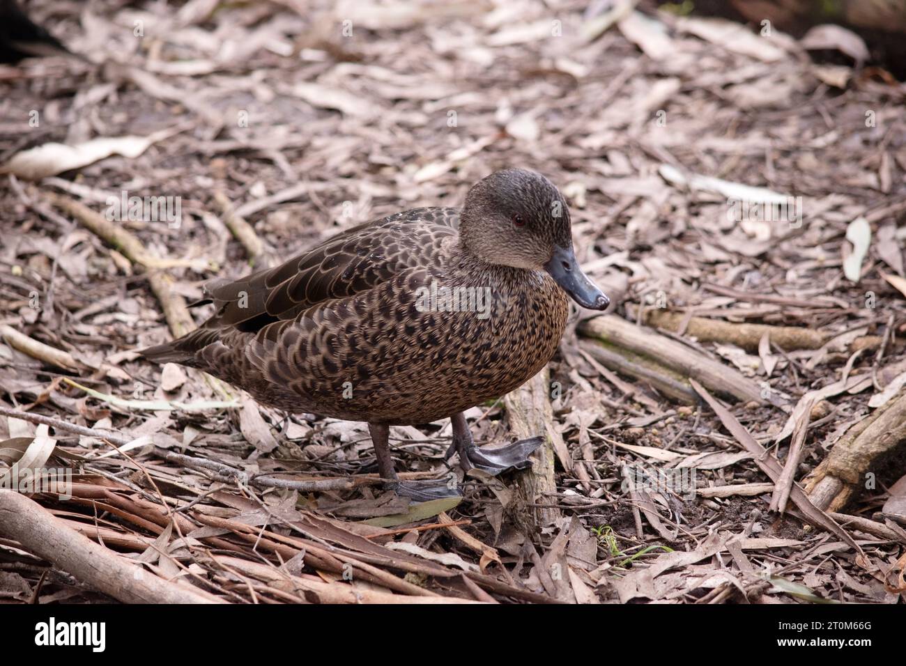 the female teal duck has dark brown feathers edged in tan with a black ...