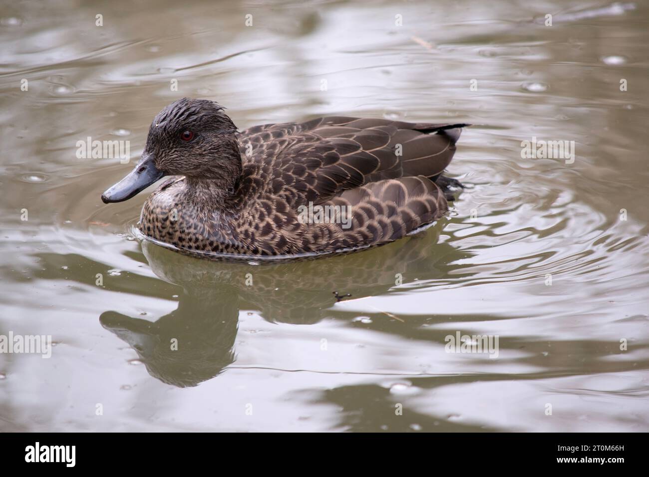 the female teal duck has dark brown feathers edged in tan with a black ...
